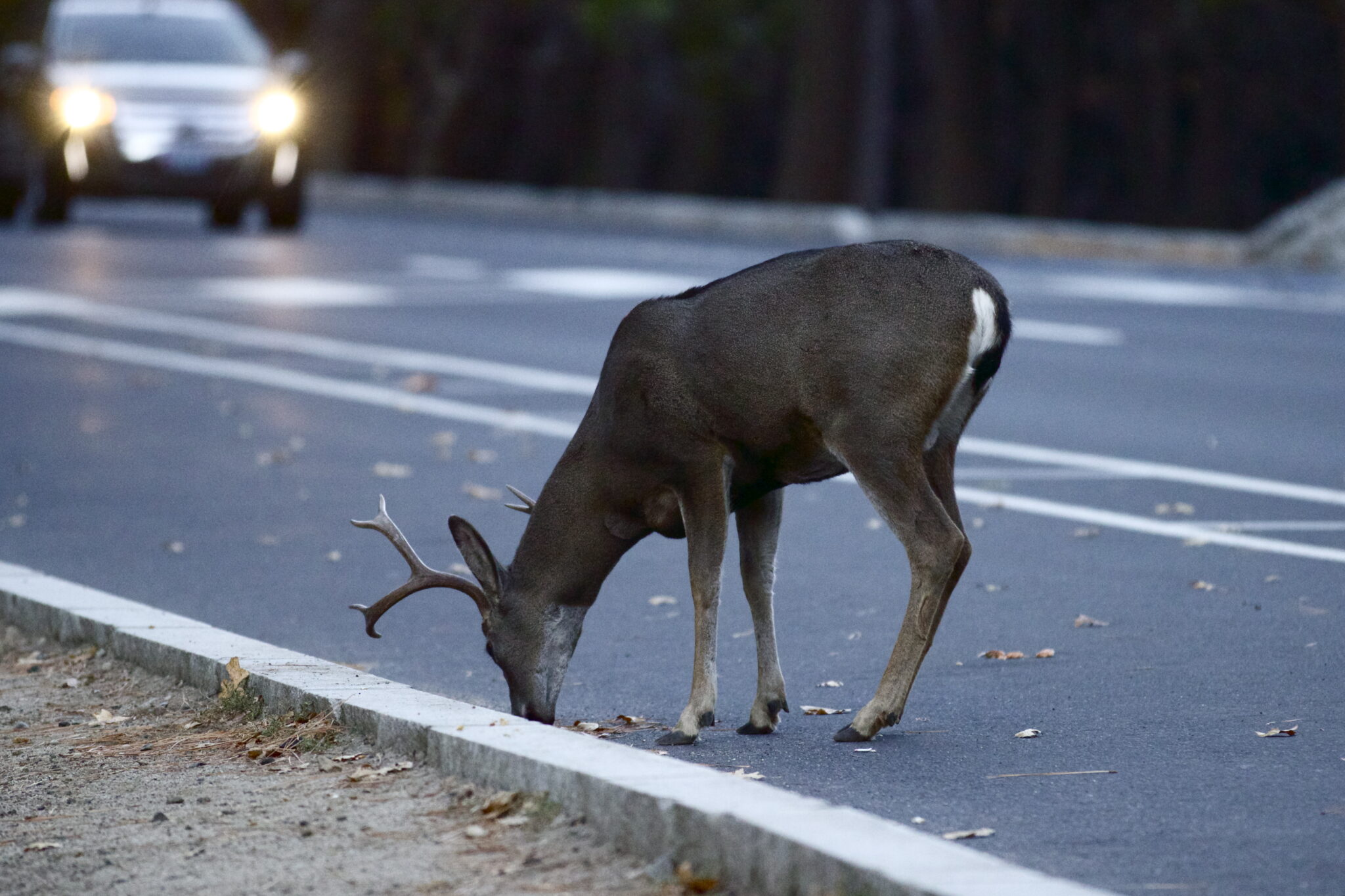 Will Car Insurance Cover Injuries from Hitting a Deer in Alabama?